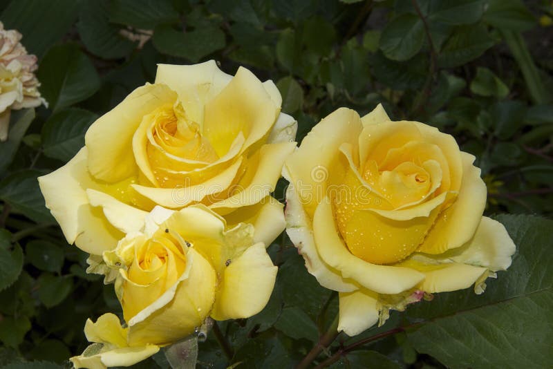 Nice rose stock image. Image of home, close, multicolored - 93991629