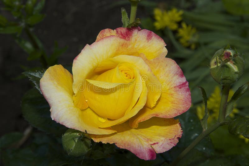 Nice rose stock image. Image of garden, summer, glowing - 94110333