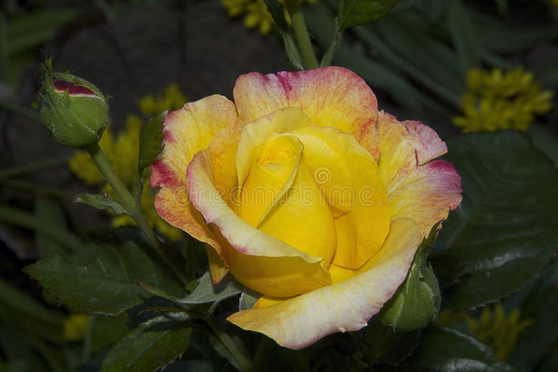 Nice rose stock photo. Image of blue, nice, beauty, purple - 94217014