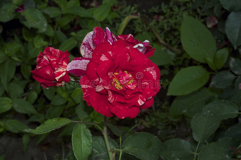 Nice rose stock image. Image of flower, rose, serbia - 95155183