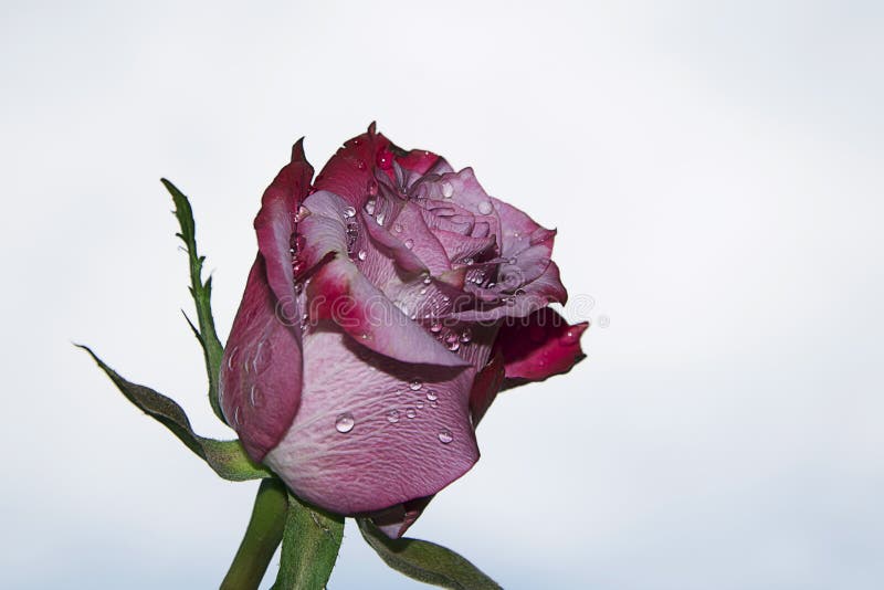 Nice rose stock photo. Image of beautiful, color, waterdrops - 73336786