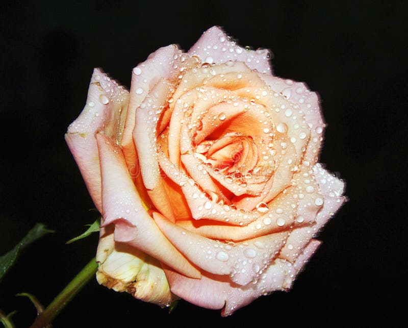 Nice rose stock photo. Image of beautiful, color, waterdrops - 73336786