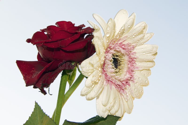 Nice rose stock photo. Image of beautiful, color, waterdrops - 73336786