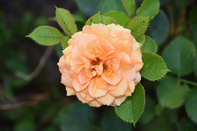 Nice rose stock image. Image of decorative, flower, autumn - 79314519