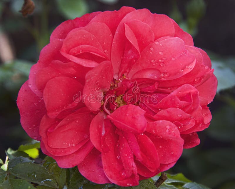 Nice rose stock image. Image of close, summer, flower - 74766623