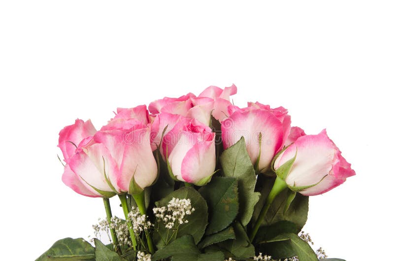 Nice roses stock photo. Image of bright, petal, roses - 35064804