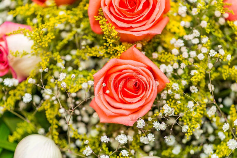 Nice Roses in Celebration Concept Stock Photo - Image of bouquet ...