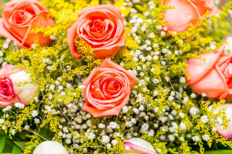 The Nice Roses in Celebration Concept Stock Image - Image of flowers ...