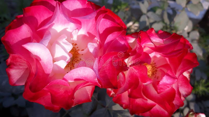 A Nice Roses Picture in Plant Stock Photo - Image of shrub, blossom ...