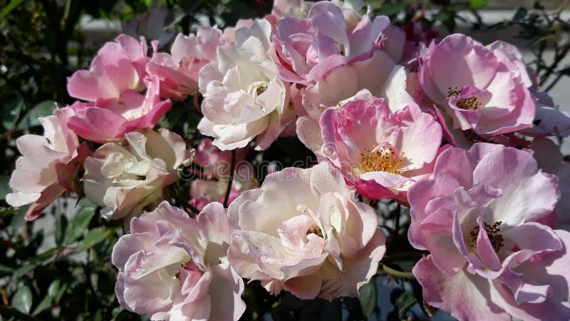 A Nice Roses Picture in Plant Stock Image - Image of rose, nice: 264710523