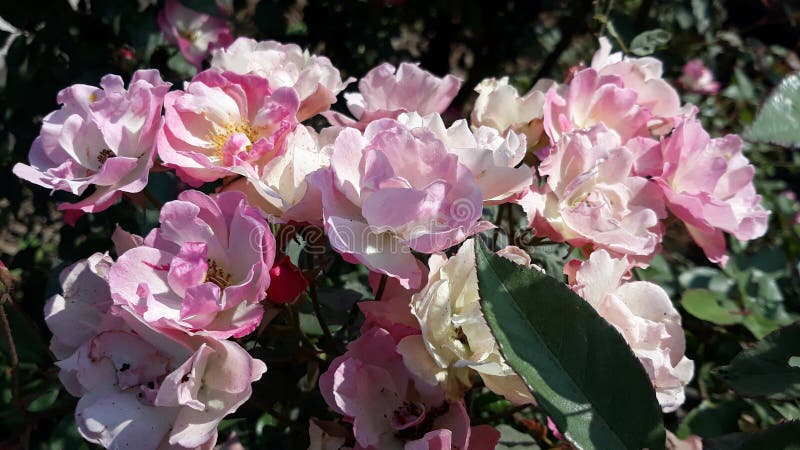 A Nice Roses Picture in Plant Stock Image - Image of bouquet, rose ...