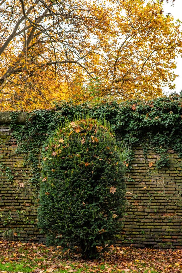 Nice Round Big Bush Surrounded by Big Yellow Tree in Park Stock Photo ...