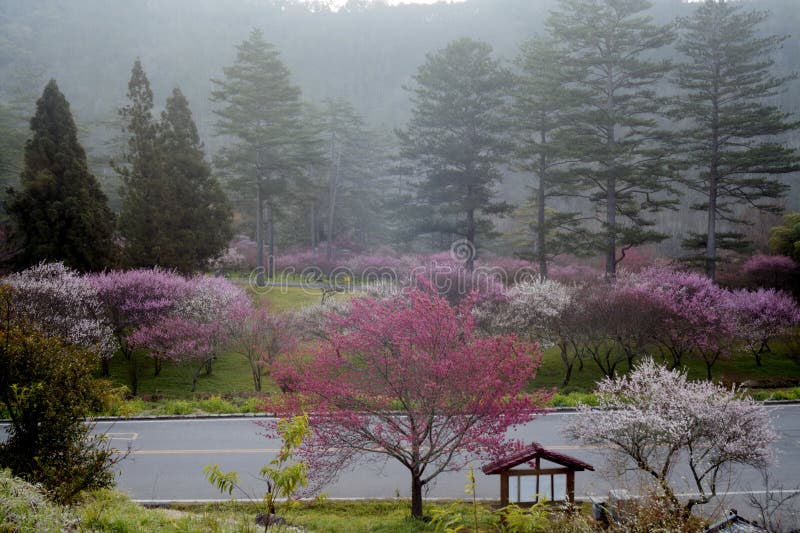 Nice sakura backbround stock photo. Image of brochure - 36998344