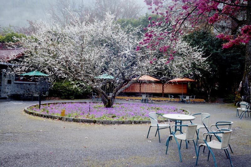 Nice sakura backbround stock photo. Image of floral, brush - 36998410