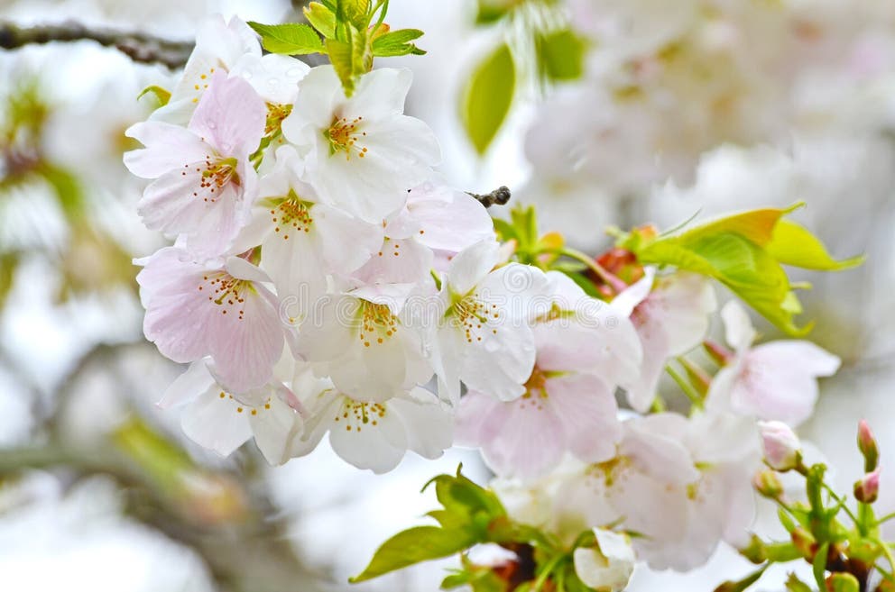 Nice Sakura stock photo. Image of hanami, full, april - 39858304