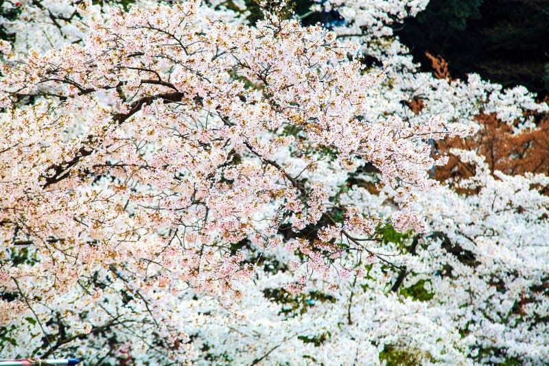 Nice sakura place stock photo. Image of historic, june - 42731876