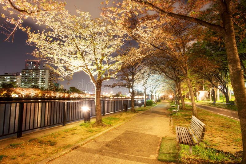 Nice Sakura beside the River, Japan Stock Image - Image of beautiful ...