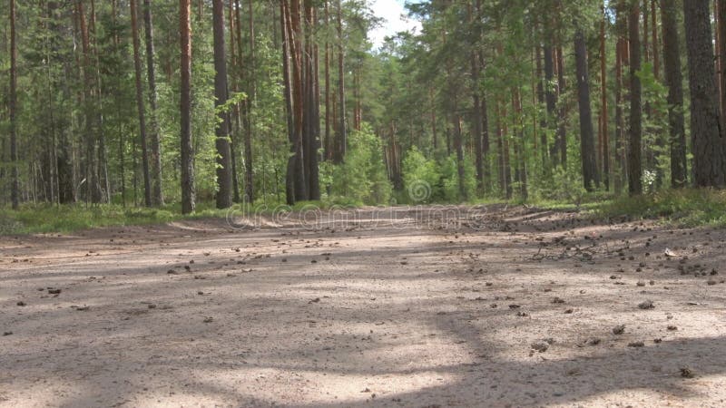Nice Sand Road Across Pine Forest. Sunny Day Stock Video - Video of ...