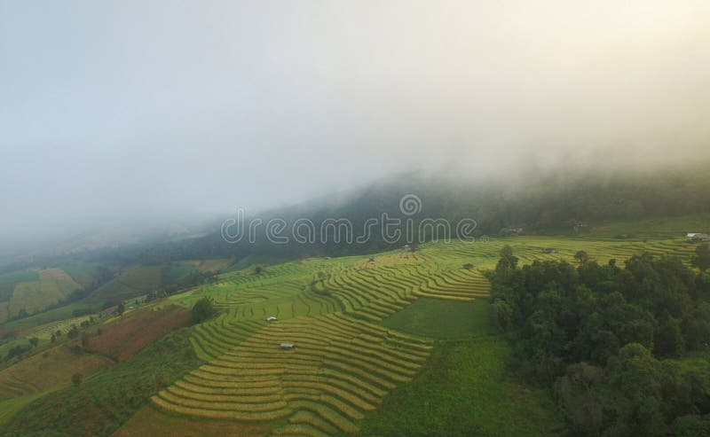 Nice Scenery View Step Rice Field on Earth Stock Photo - Image of plant ...