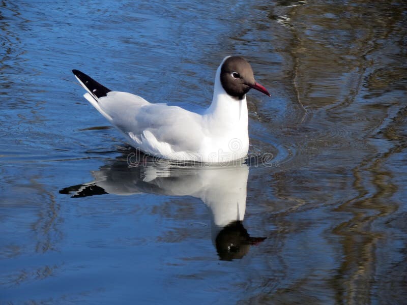 Beautiful Seagull in River in Spring, Lithuania Stock Photo - Image of ...
