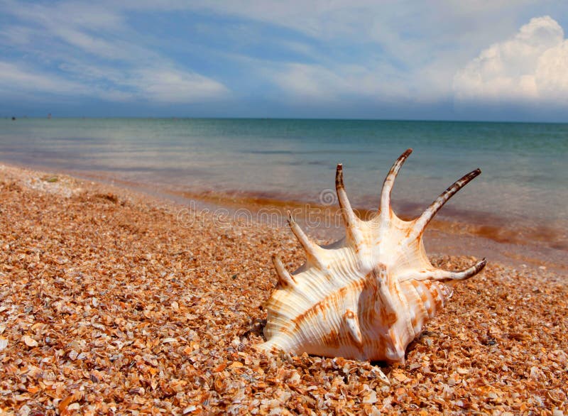 Nice seashell stock image. Image of nice, coast, resort - 44892007