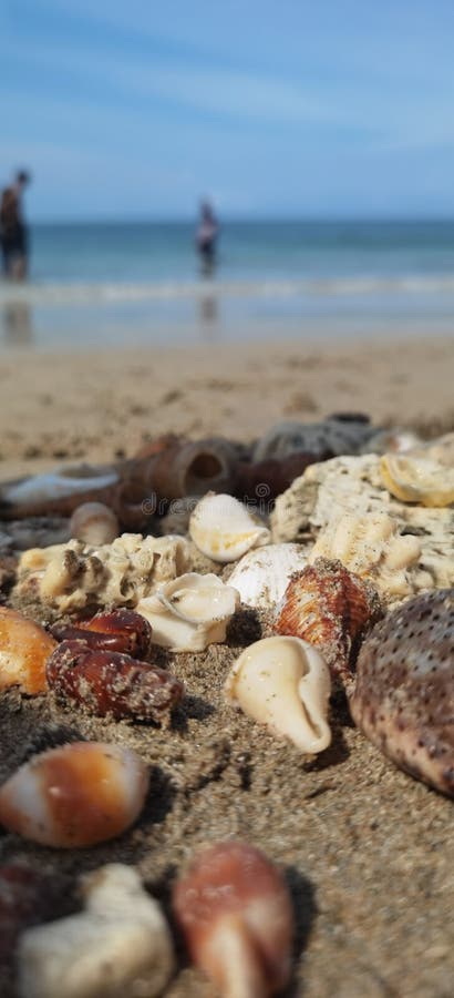 Nice Seashells View at the Beach Stock Image - Image of seaside ...