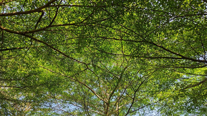 A Nice Shadow Under Trees with Green Leaf Stock Image - Image of grove ...