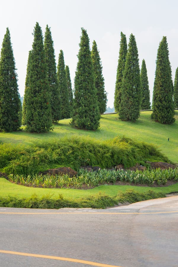 Nice shape pine tree stock image. Image of plant, park - 46822899