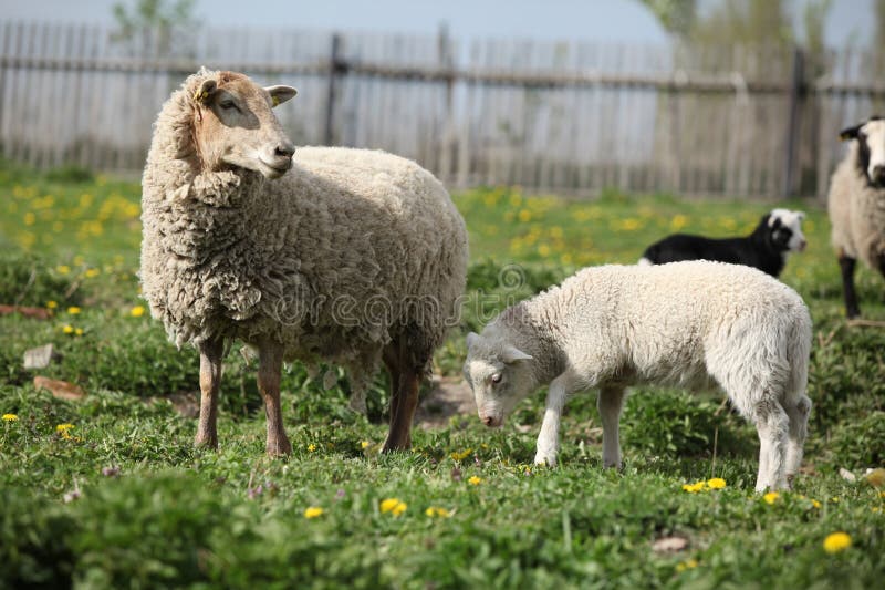 Nice Sheep with Lamb in Spring Stock Image - Image of petite, tooth ...