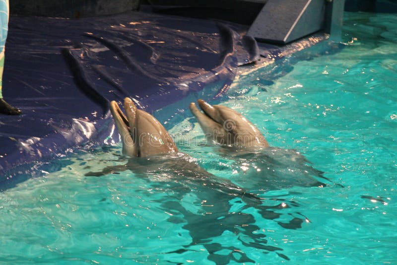 Dolphin Close Up stock photo. Image of shot, dolphin - 117205810