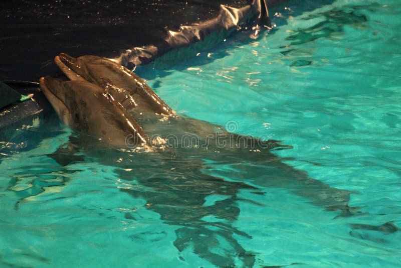 Dolphin Close Up stock image. Image of dolphins, nice - 117206761