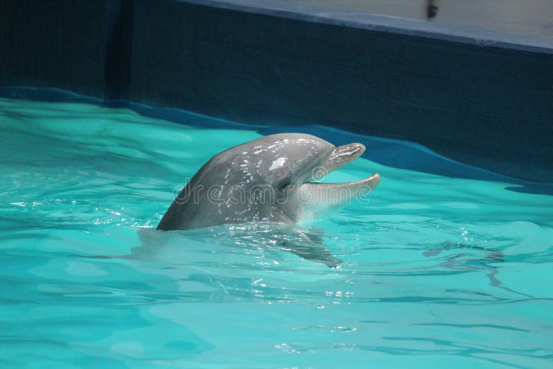 Dolphin Close Up stock image. Image of blue, wildlife - 117209123
