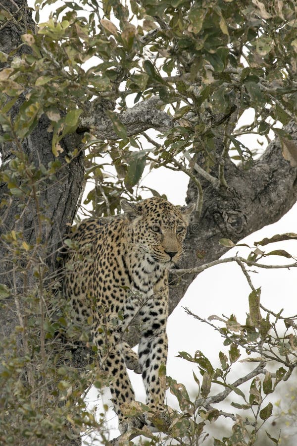A Nice Shot of Leopard on Tree Stock Photo - Image of park, southafrica ...