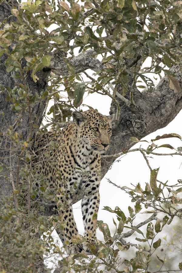 A Nice Shot of Leopard on Tree Stock Photo - Image of reserve, wildlife ...