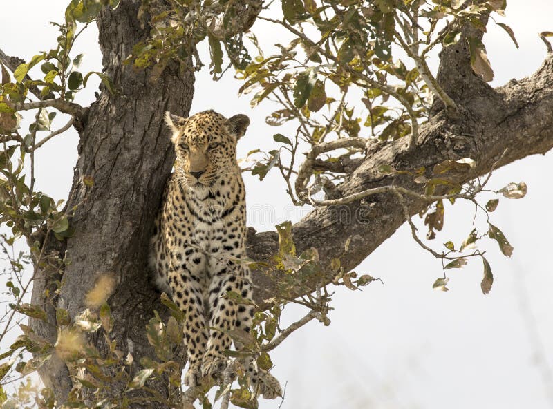 A Nice Shot of Leopard on Tree Stock Photo - Image of nature, five ...