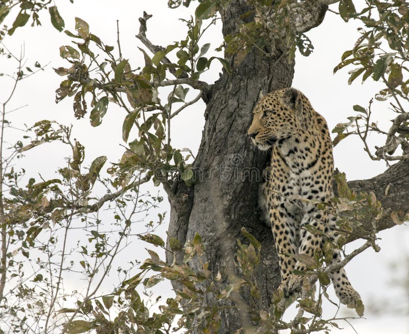 A Nice Shot of Leopard on Tree Stock Photo - Image of endangered ...