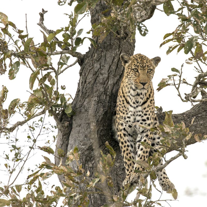 A Nice Shot of Leopard on Tree Stock Image - Image of reserve, kruger ...