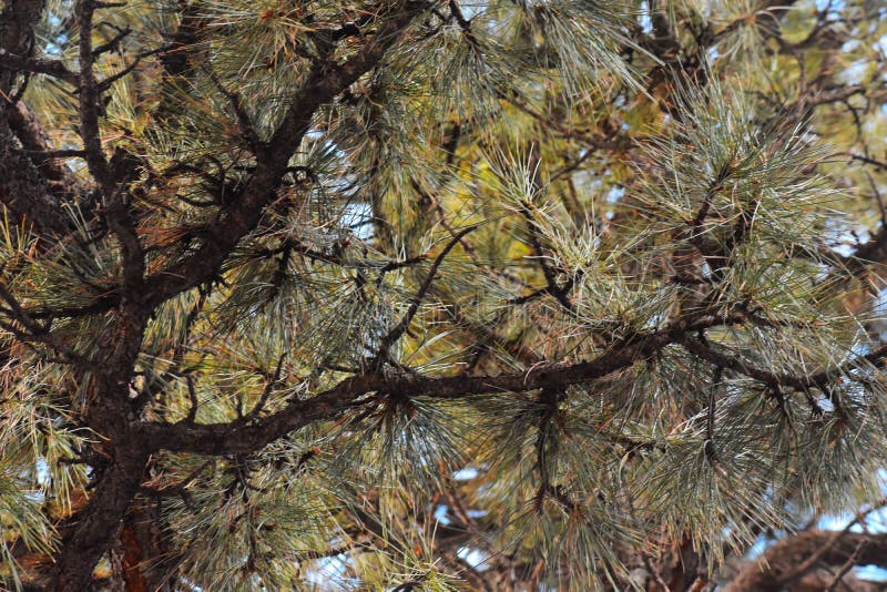 Nice Shot of Looking Up through an Evergreen Pine Tree Branches Stock ...