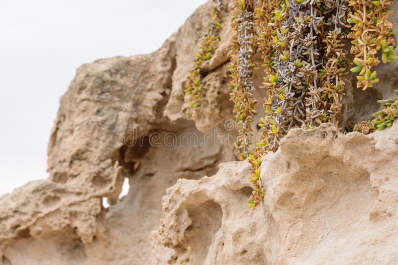 Side View of the Natural Background of Yellow Limestone with the Bumpy ...
