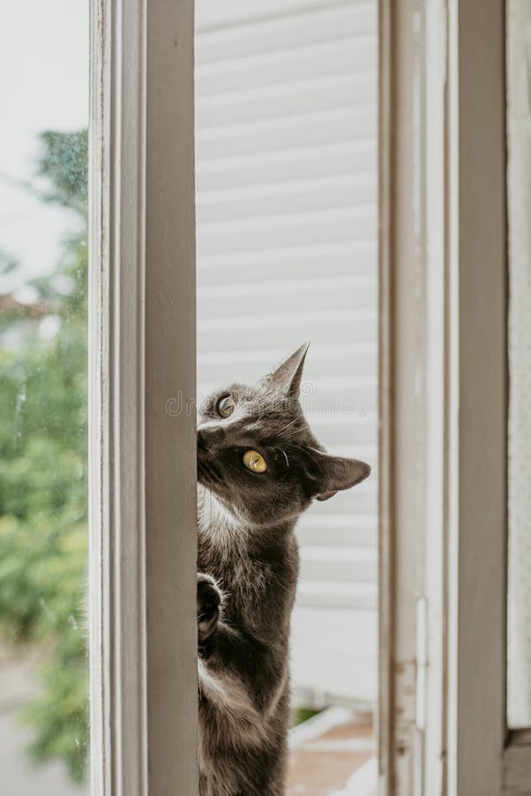 Cat playing in the windows stock image. Image of light - 209312819