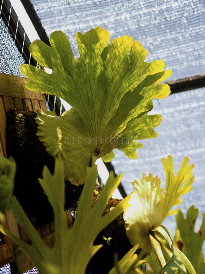 Simbar Motifs Stock Photos - Free & Royalty-Free Stock Photos from ...