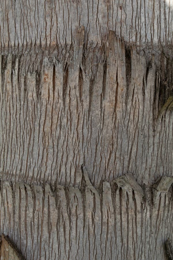 Nice Simple Palm Tree`s Trunk Texture Stock Image - Image of creates ...