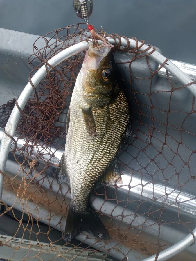 Nice size White Bass stock image. Image of wood, bass - 231862431