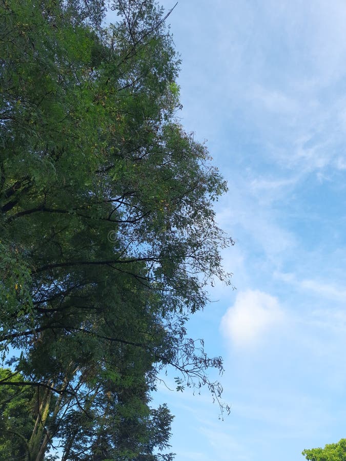 Nice Sky Views with Plenty of Tree Stock Image - Image of autumn ...