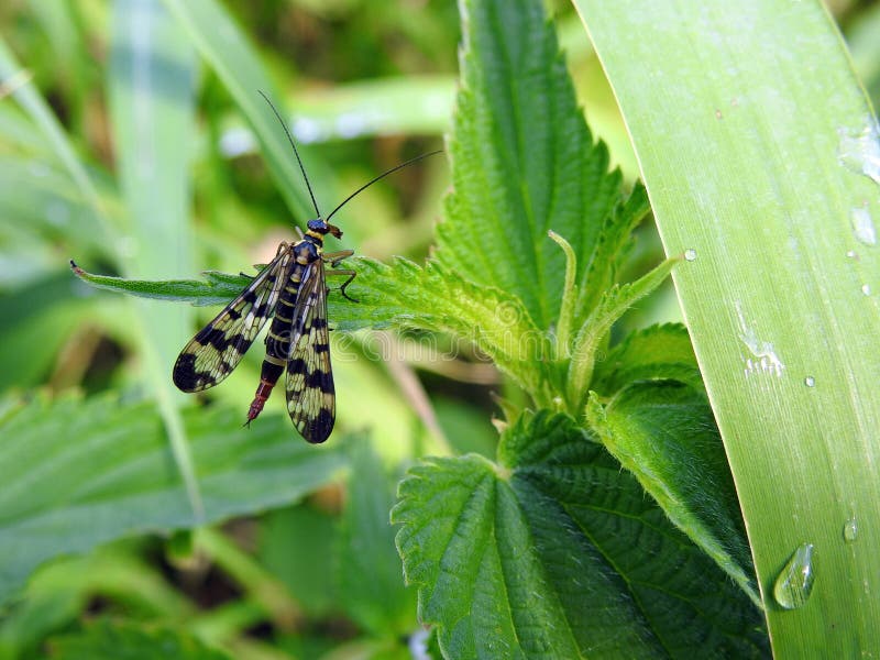 Brown Bug on Green Leaf, Lithuania Stock Image - Image of closeup ...