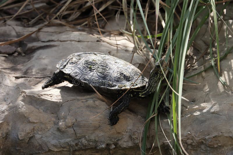 Nice small colorful turtle stock photo. Image of scale - 259720168