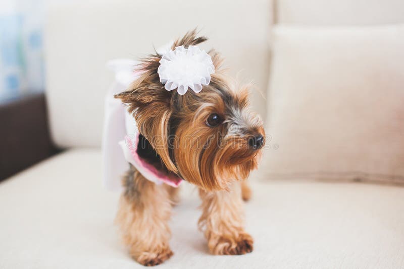 Nice small dog stock photo. Image of cute, bride, indoor - 67303766
