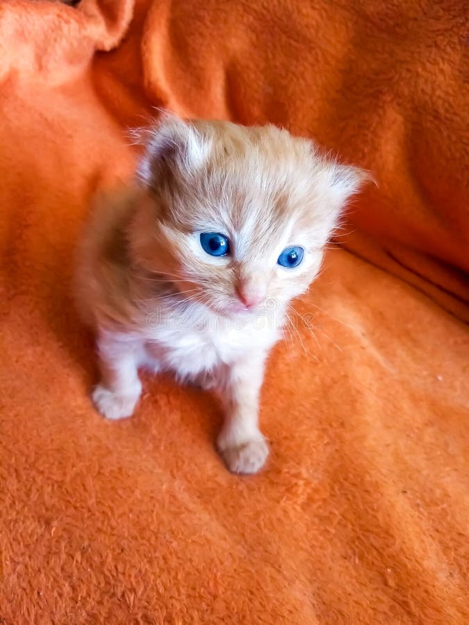 The Nice Small Yellow Goose Stock Photo - Image of small, nice: 2940572