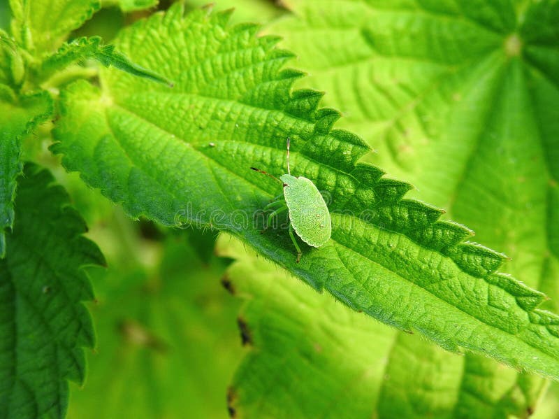 Beautiful Bug on Green Leaf, Lithuania Stock Image - Image of nature ...