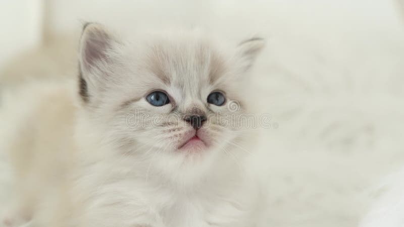 Nice Small Ragdoll Kitten S Muzzle is Seen Stock Footage - Video of ...